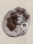 Official SnuggleSafe Distributor in the USA | Onogo – Find SnuggleSafe ...