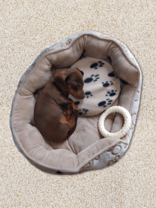Official SnuggleSafe Distributor in the USA | Onogo – Find SnuggleSafe ...